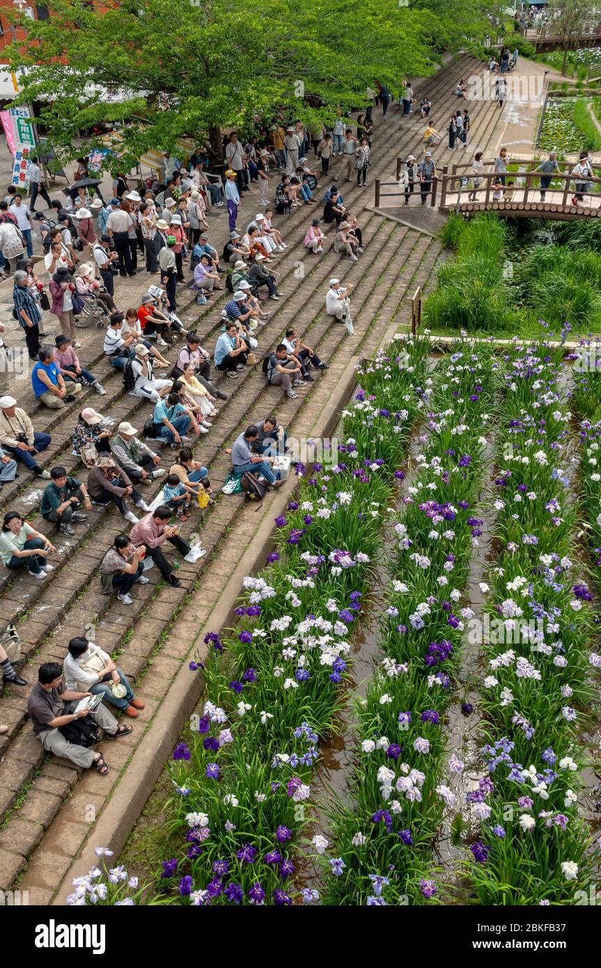 Maekawa Iris festival, Itako City, Japan Stock Photo - Alamy
