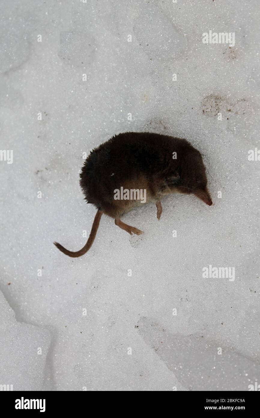 Shrew dead uk hi-res stock photography and images - Alamy