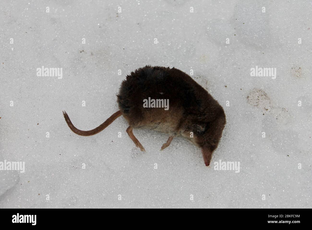 Dead shrew on snow in Coed Llandegla Forest, Wrexham Stock Photo - Alamy