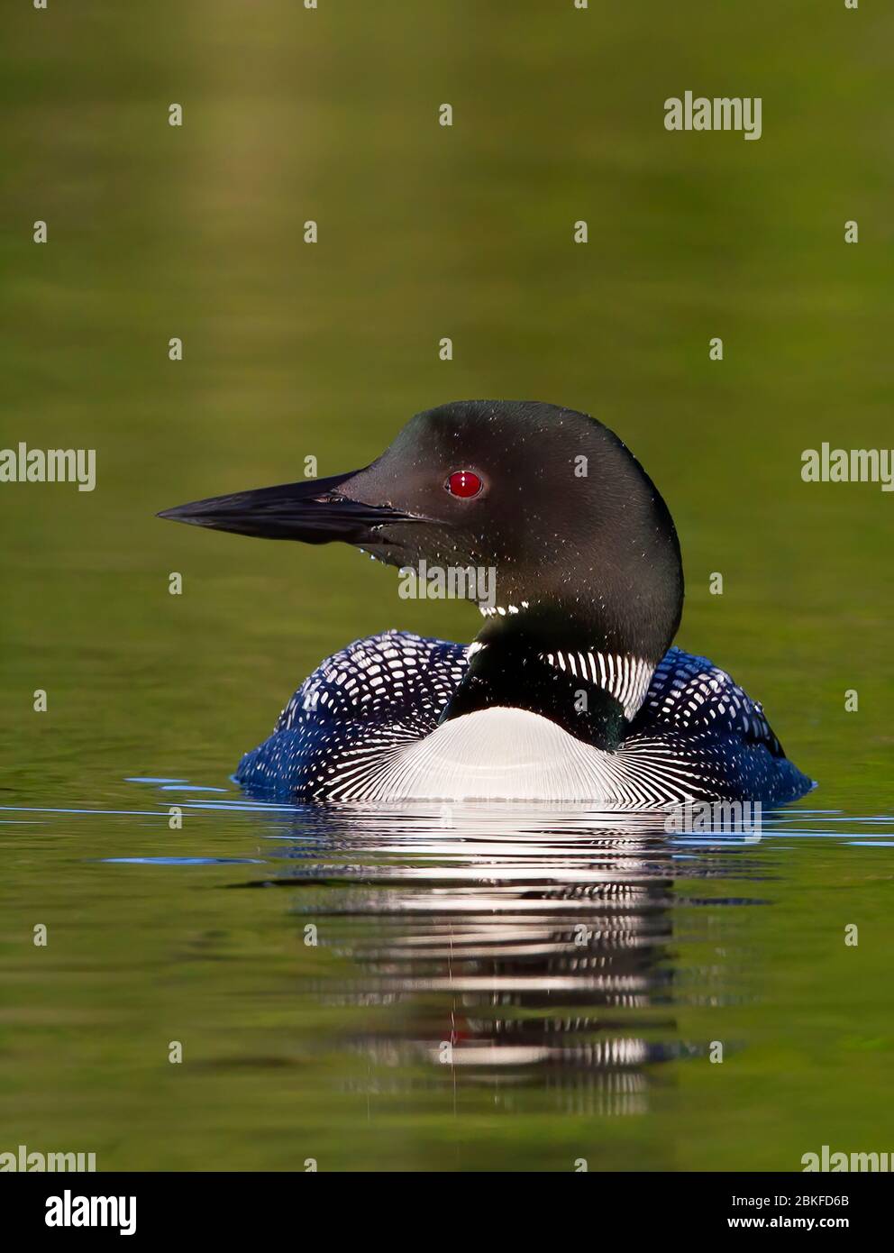 Canadian Loonie Bird
