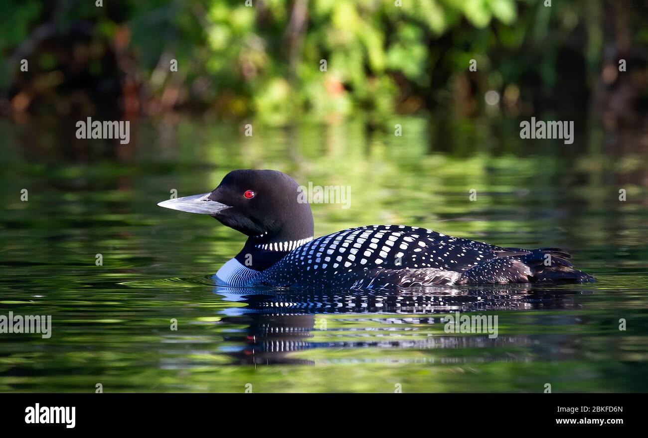 Common Loon (Gavia immer) swimming on a reflective coloured lake in ...