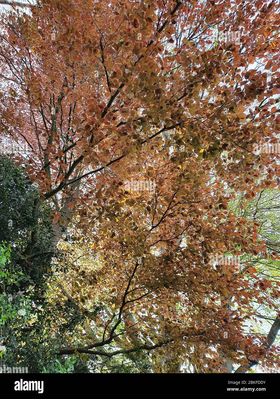 Oak trees woodland tree canopy hi-res stock photography and images - Alamy