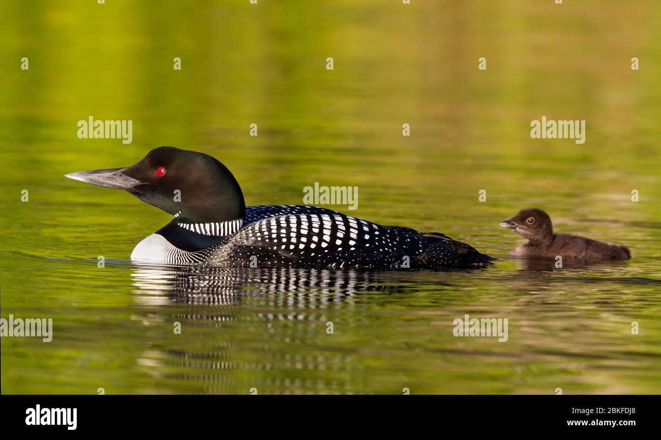 Common Loon (Gavia immer) swimming with chick by her side on Buck Lake ...