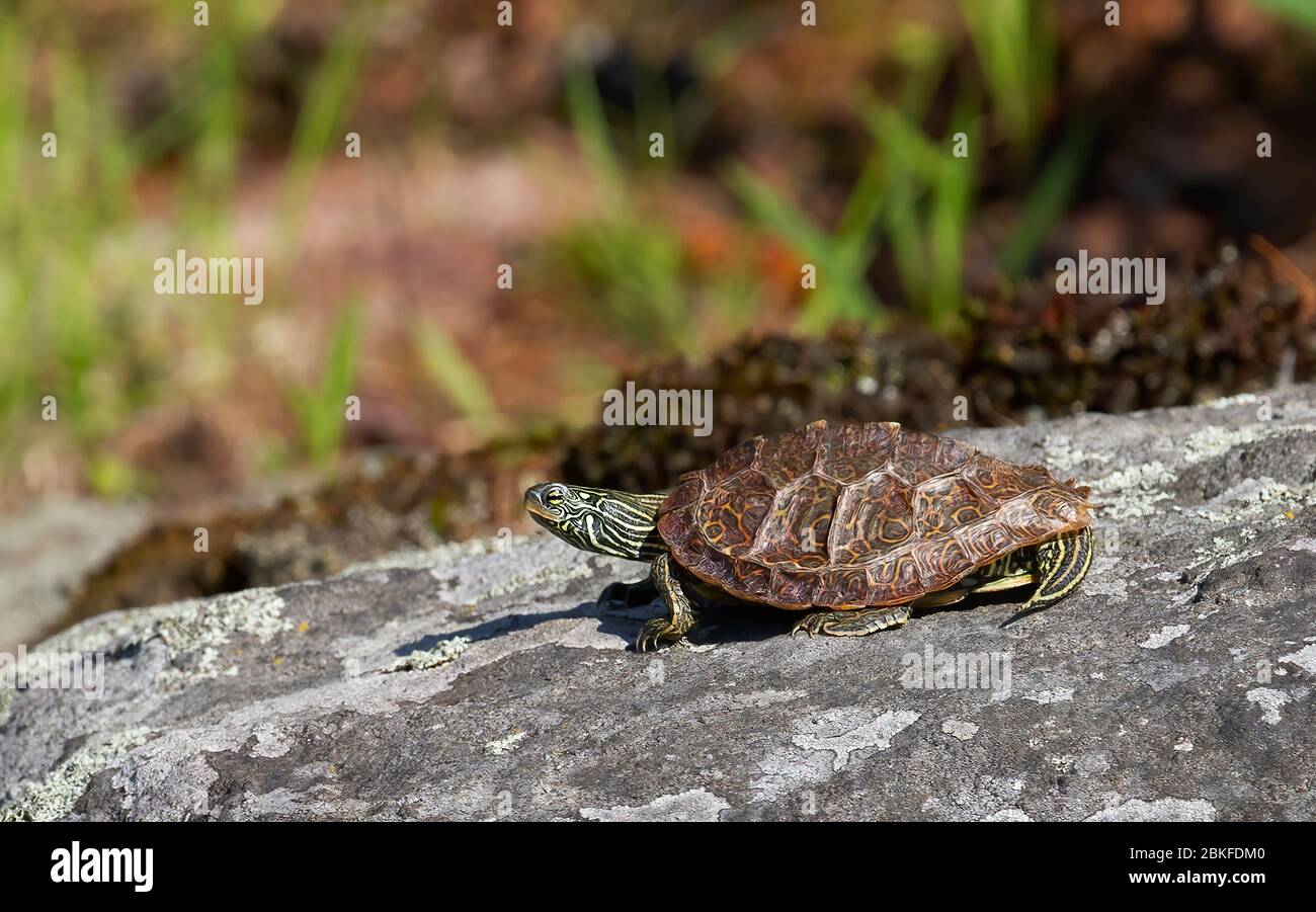 Northern Map turtle sitting on top of a rock in Ontario, Canada Stock ...
