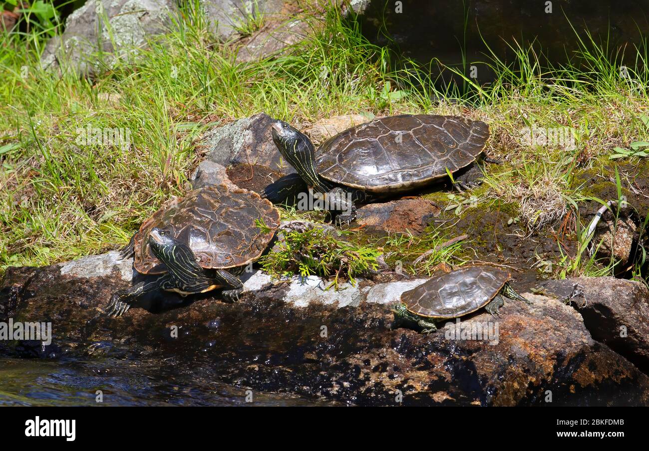 Northern Map Turtles resting on a rock in the sunshine on Buck Lake ...