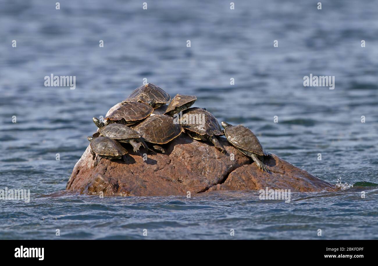 Map of rock river hi-res stock photography and images - Alamy