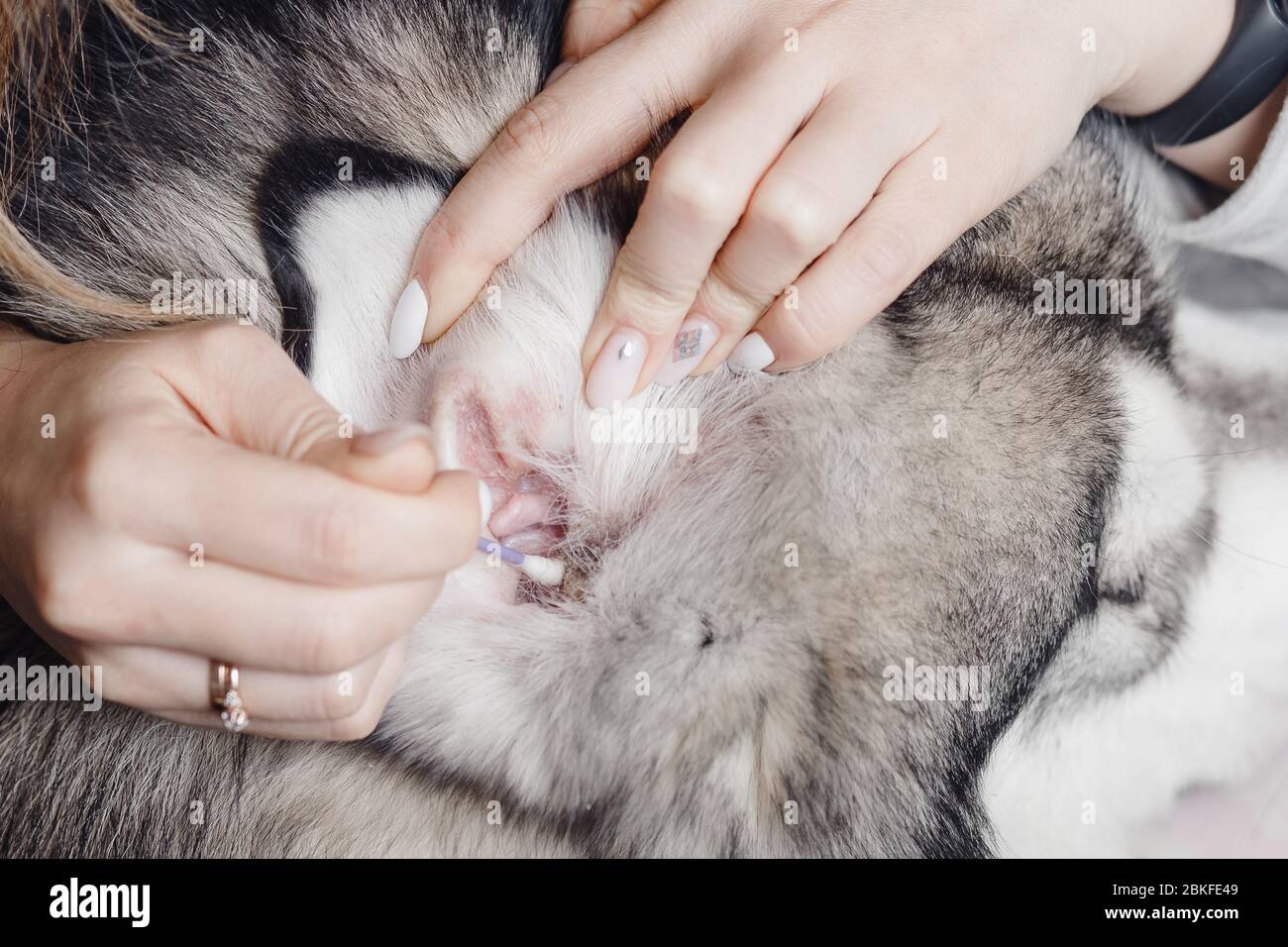 Cleaning dog ear hi-res stock photography and images - Alamy