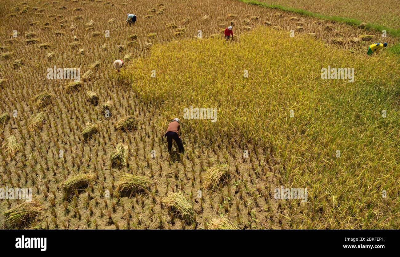 Field workers harvesting rice, Bohol, Philippines Stock Photo - Alamy