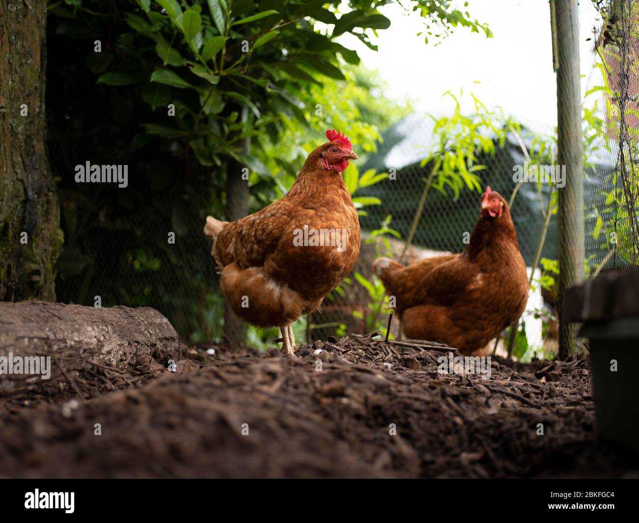 Free range ginger hens Stock Photo - Alamy