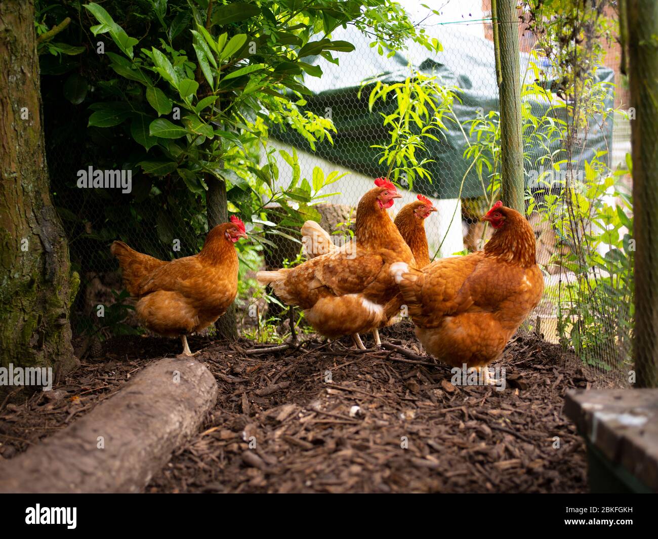 Free range chickens Warren hens Stock Photo - Alamy
