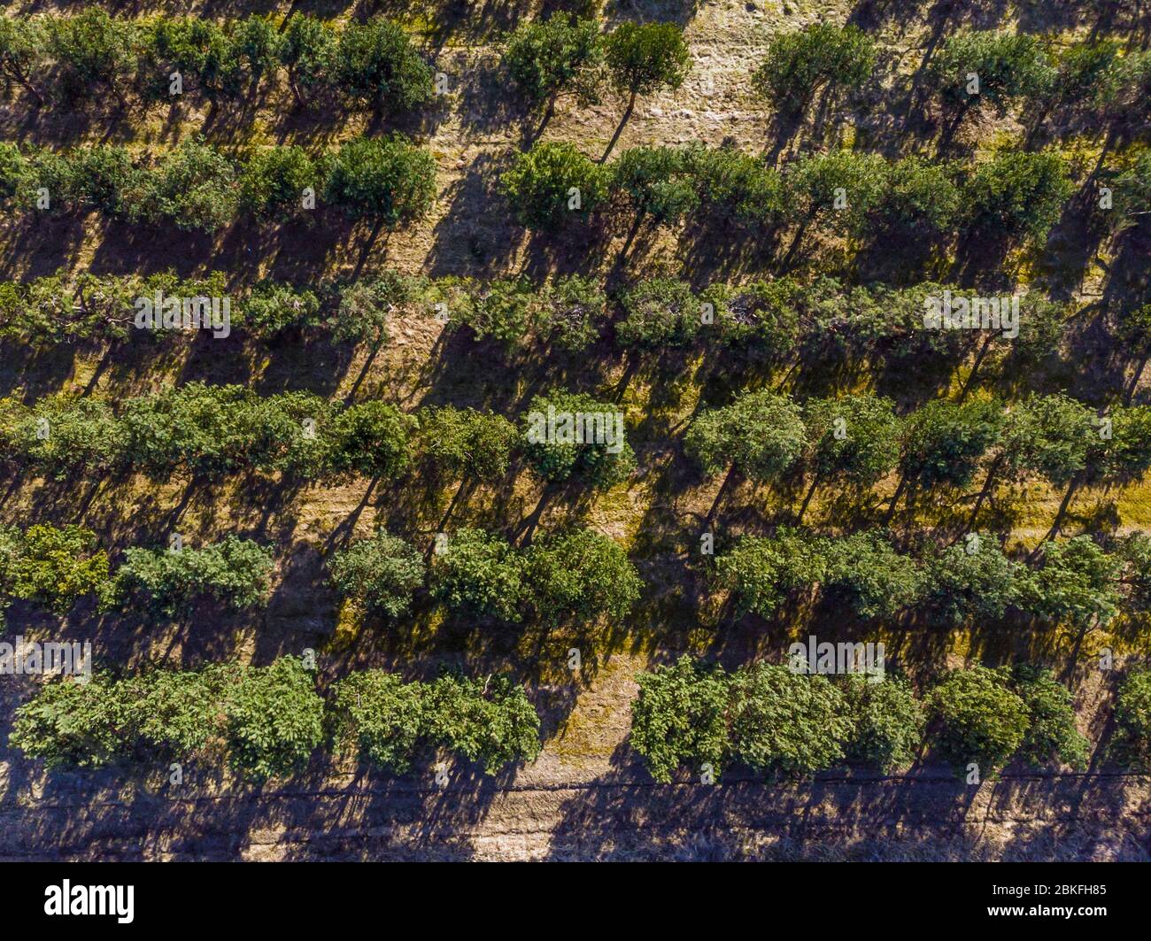 Aerial View Of Plantations High Resolution Stock Photography and Images ...