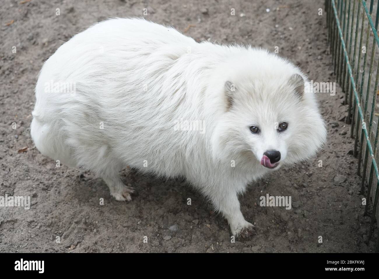Berlin, Germany. 01st May, 2020. A tanuki can be seen in the animal ...