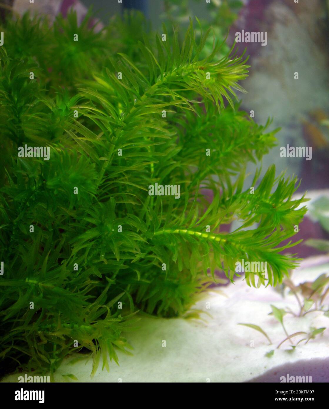 Egeria Densa Aquarium