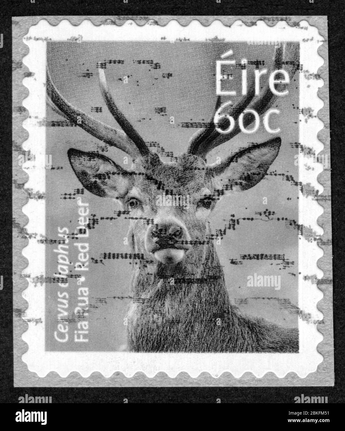 Deer postage stamp Black and White Stock Photos & Images - Alamy
