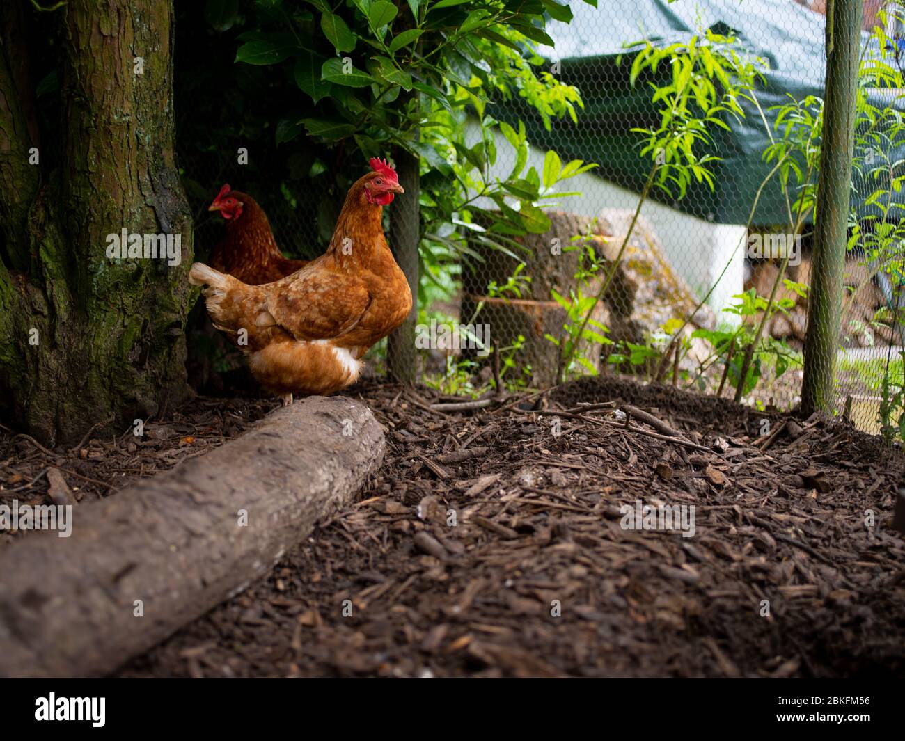 Chickens scratching hi-res stock photography and images - Alamy