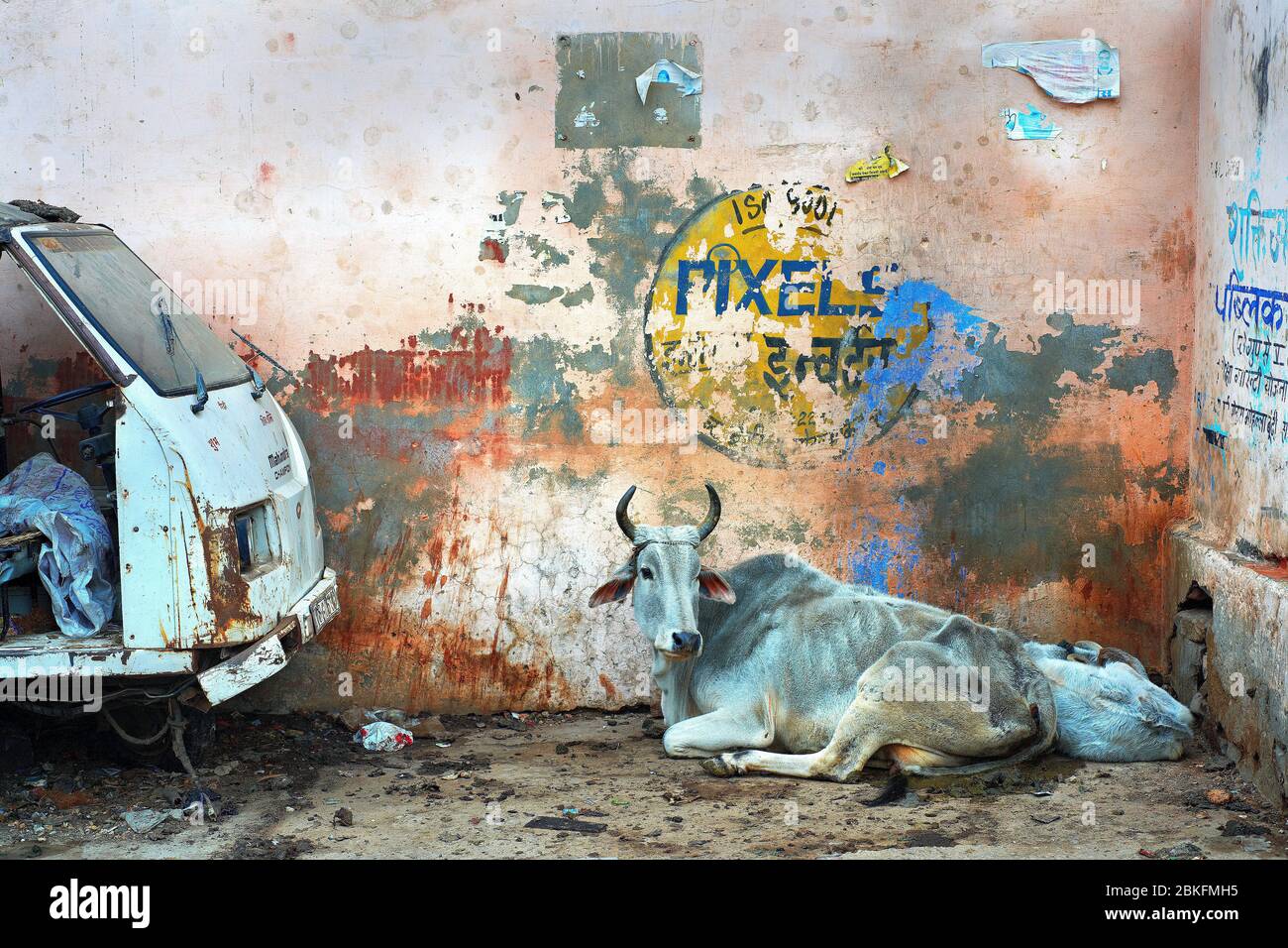 Emaciated cow and calf with textured wall background, Bundi, Rajasthan ...