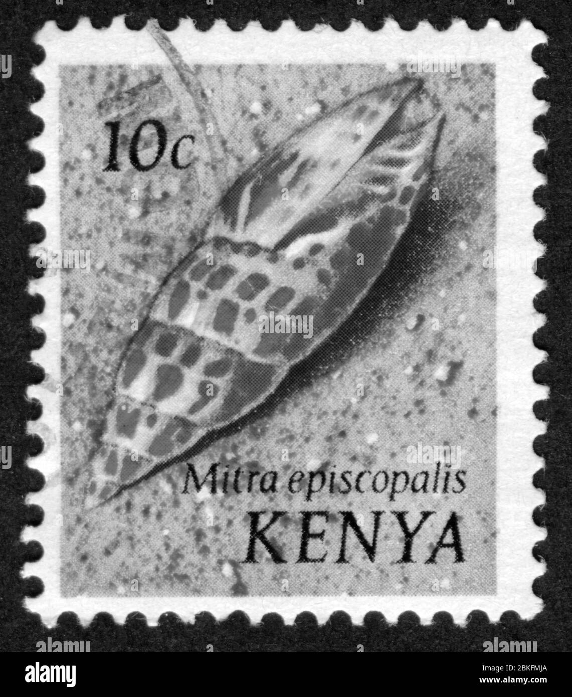 Mollusk detailed hi-res stock photography and images - Alamy