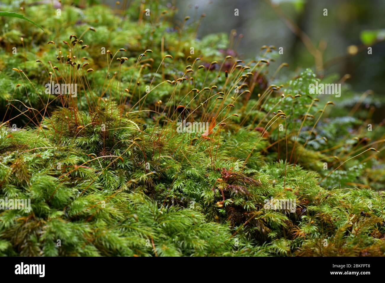 Yakushima, Island, Japan, ferns and moss in the forest Stock Photo - Alamy