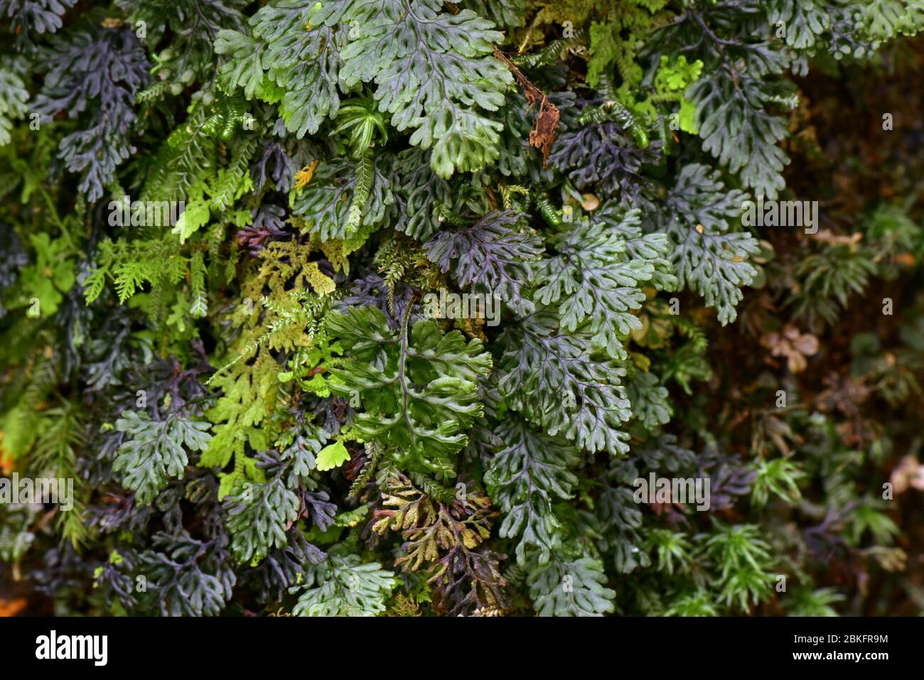 Yakushima, Island, Japan, ferns and moss in the forest Stock Photo - Alamy