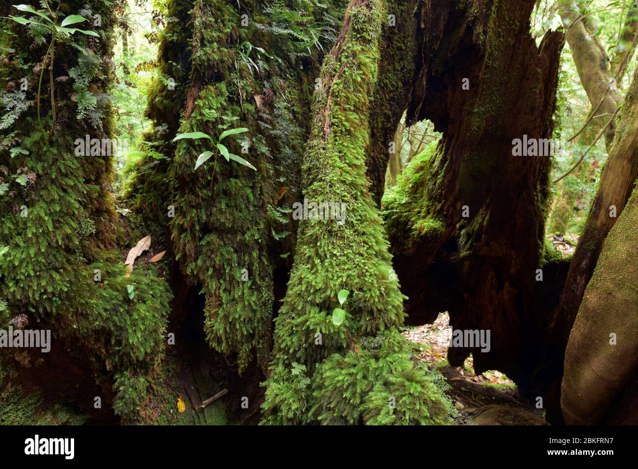 Yakushima, Island, Japan, ferns and moss in the forest Stock Photo - Alamy