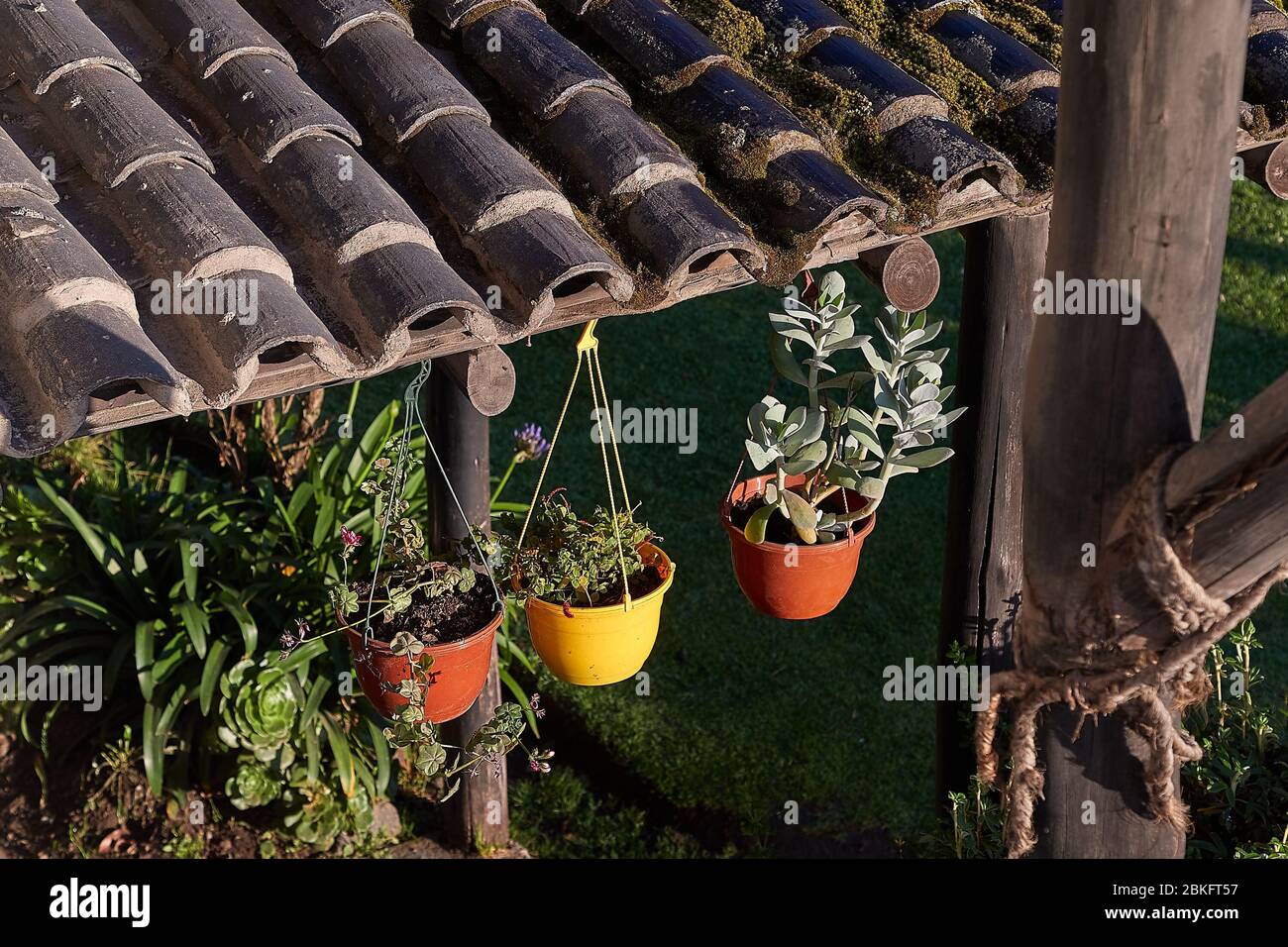 Flower pots and plants on a backyard terrace Stock Photo - Alamy
