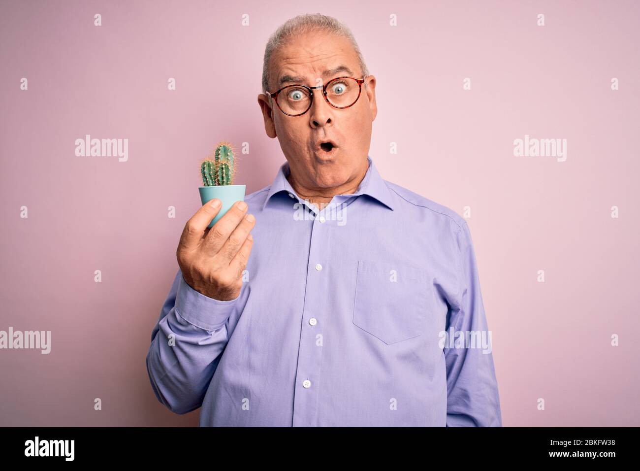 Middle age handsome hoary man holding small cactus plant pot over ...