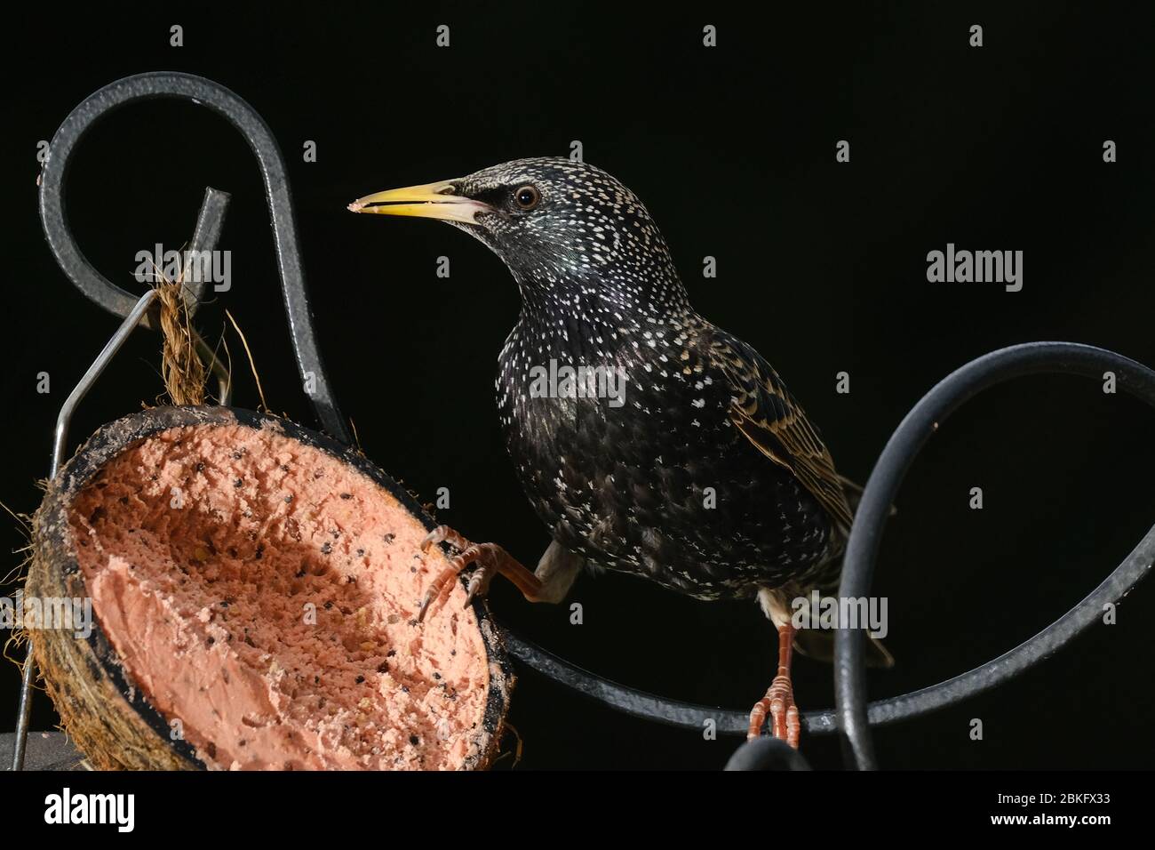 Starling (Sturnus vulgaris Stock Photo - Alamy