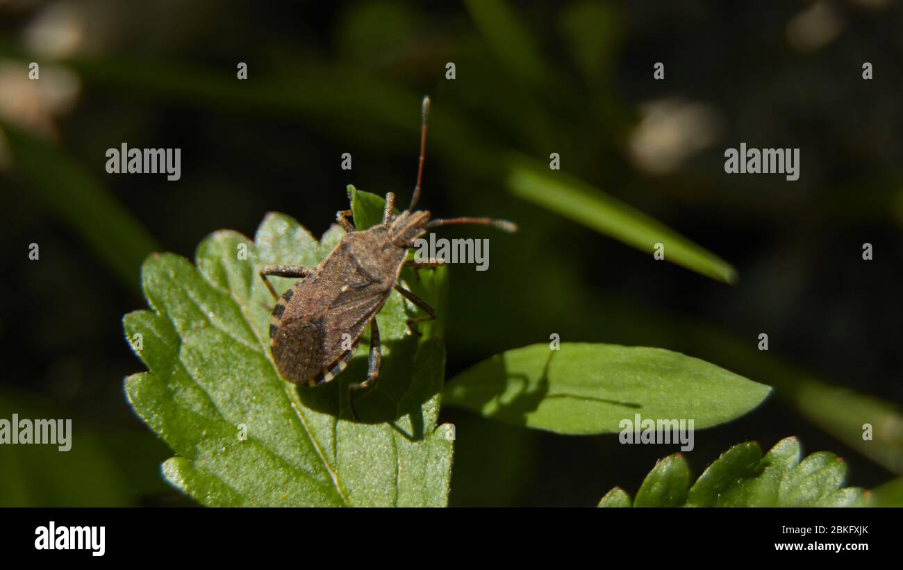Bug pest hi-res stock photography and images - Alamy