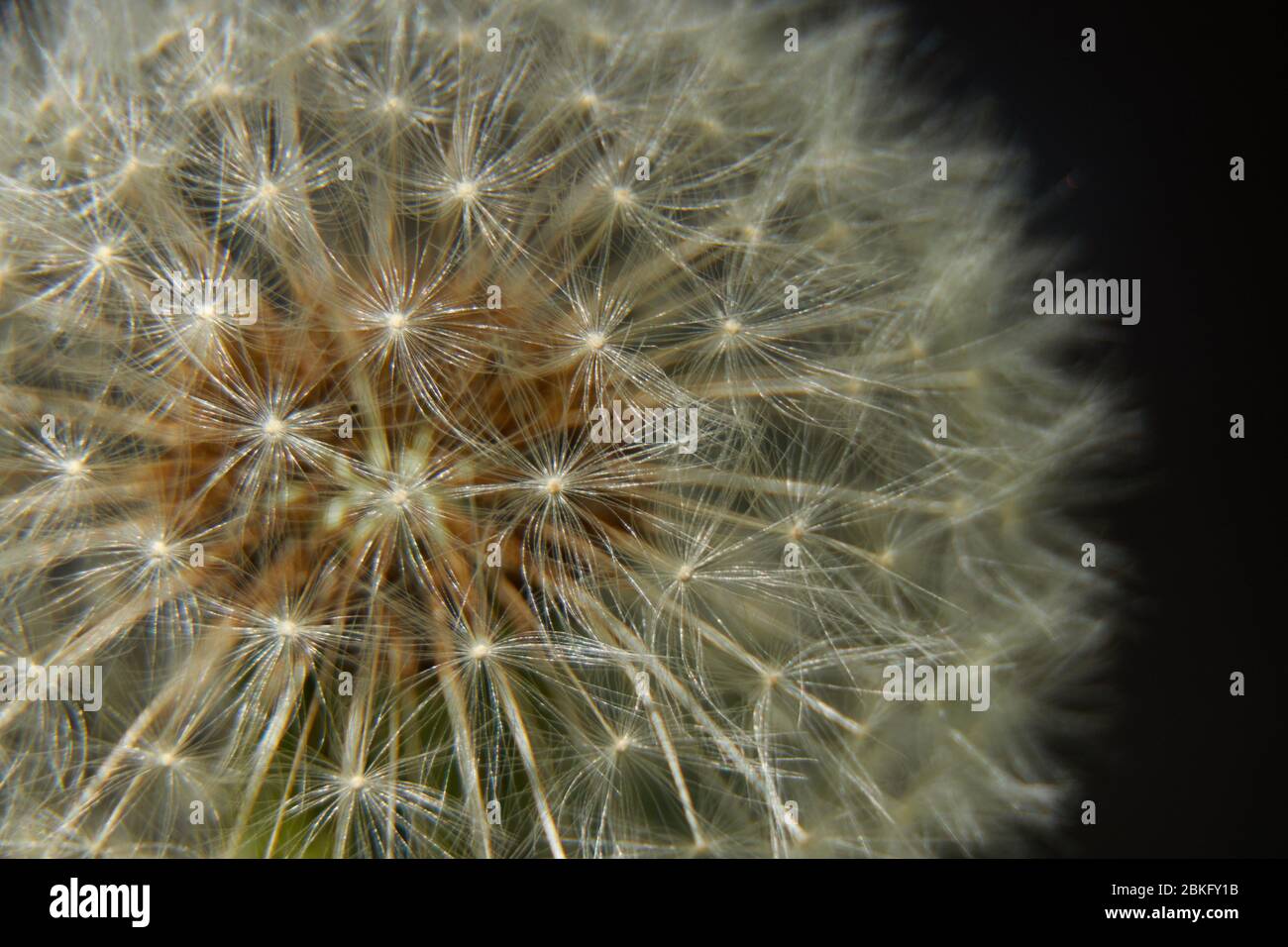 Dandelion close up in dark scene Stock Photo - Alamy