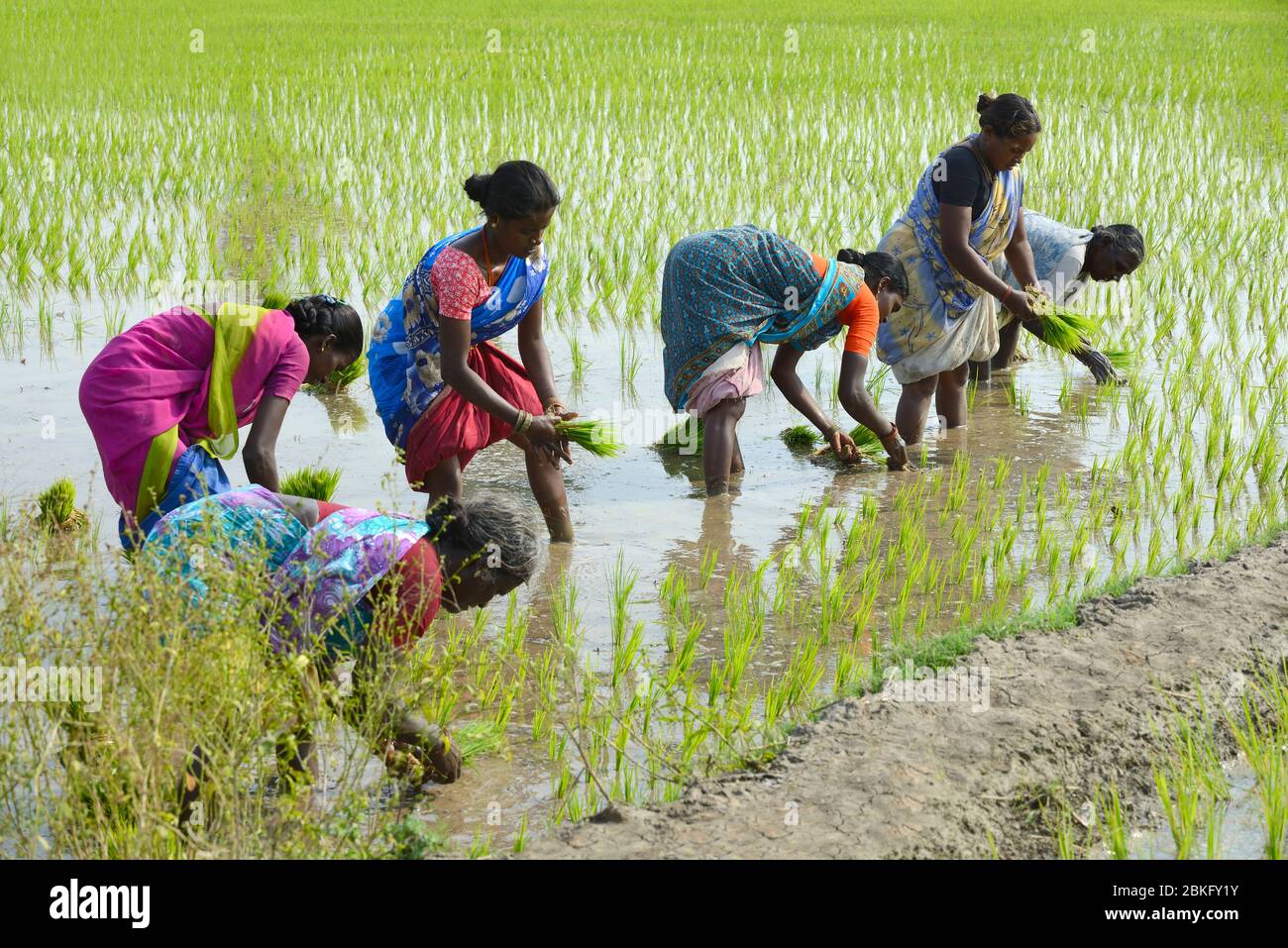 Women planting rice, South India Stock Photo - Alamy