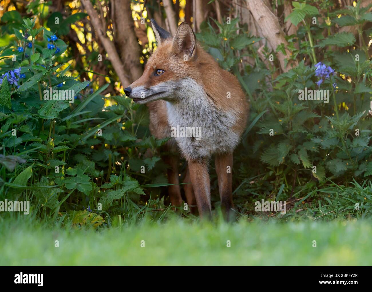 A wild female Red Fox (Vulpes vulpes) emerges from the undergrowth early evening, Warwickshire ...