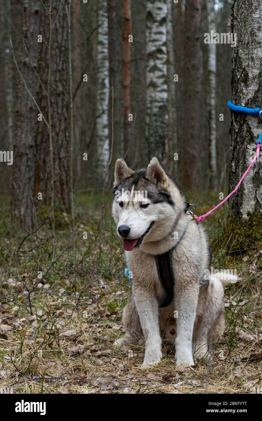 fluffy Siberian husky dog on a walk among nature, spring Stock Photo ...