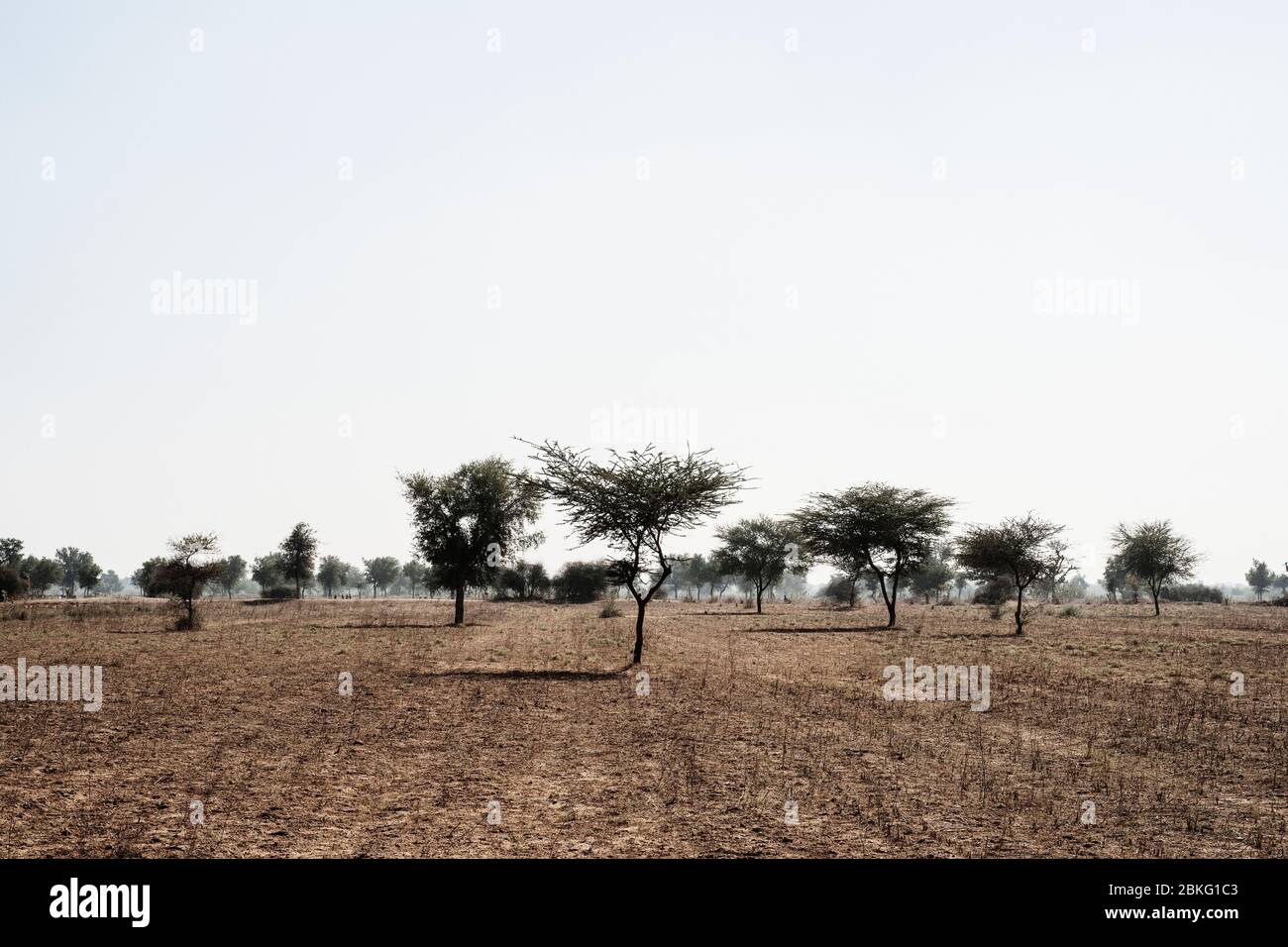 Thar Desert arid farm, Rajasthan, India Stock Photo - Alamy