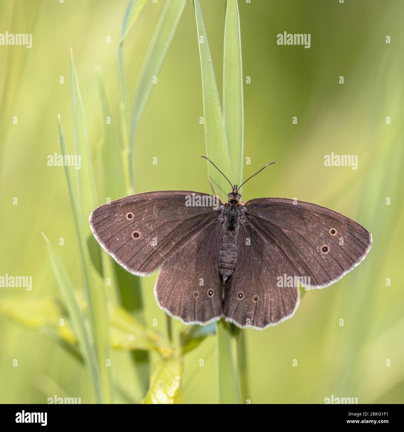 Ringlet butterfly (Aphantopus hyperantus) resting on grass with bright ...