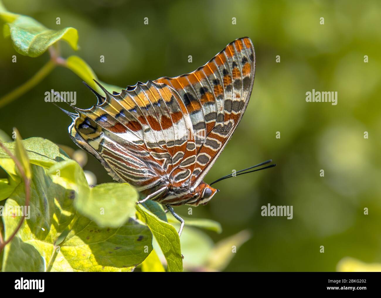 Two tailed pasha butterfly hi-res stock photography and images - Alamy