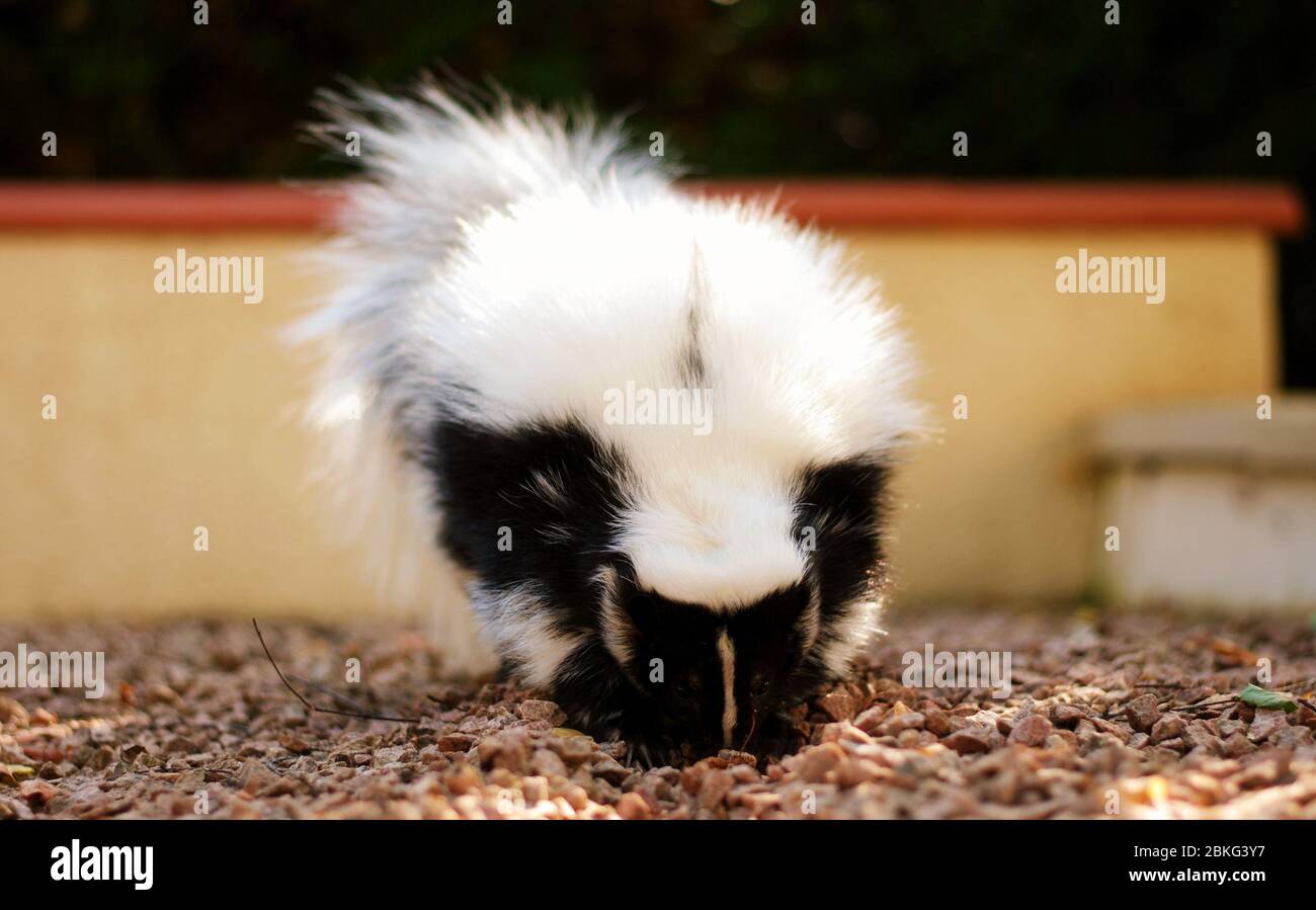 Skunk Spraying Pictures