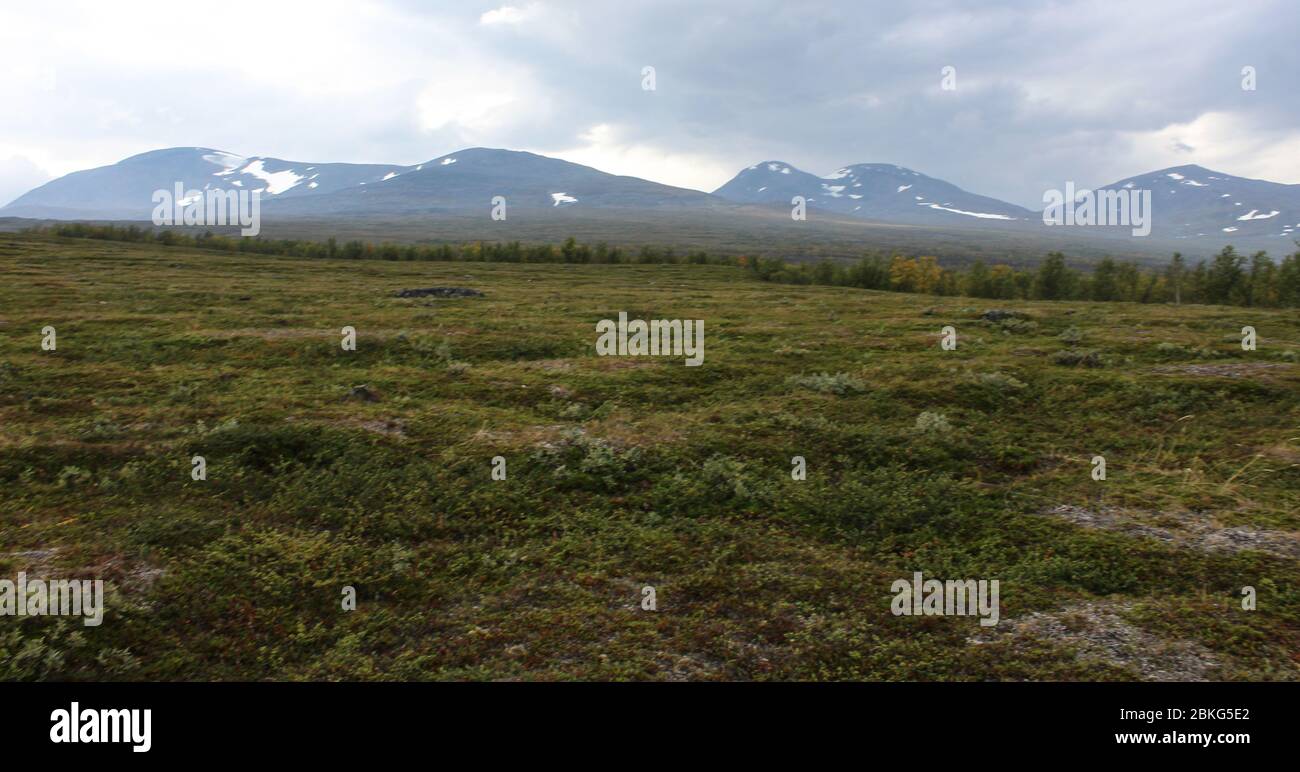 Arctic Tundra Grass
