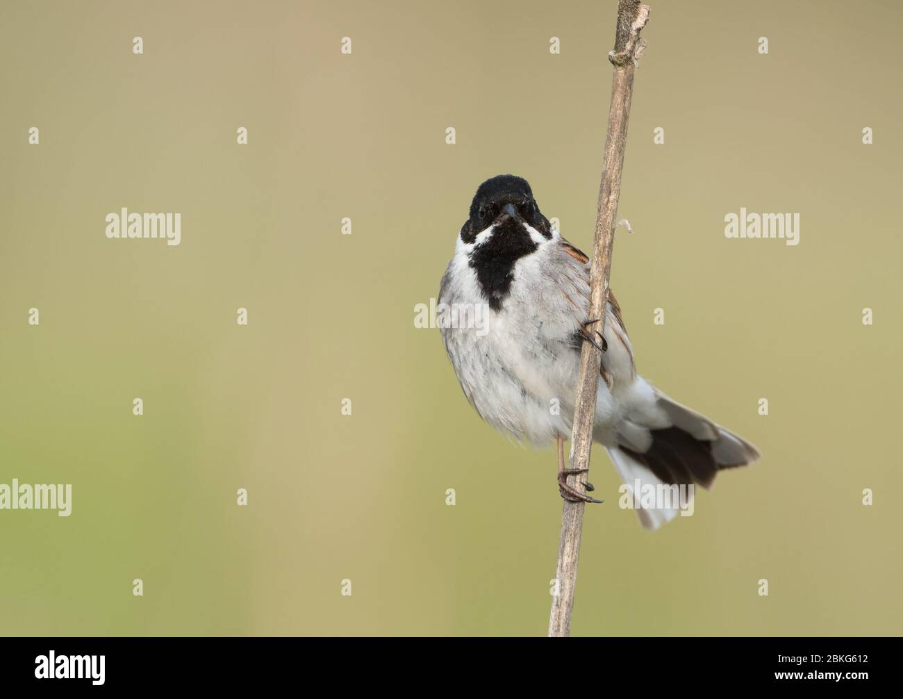 A male Reed Bunting (Emberiza Schoeniclus) in breeding plumage perched ...