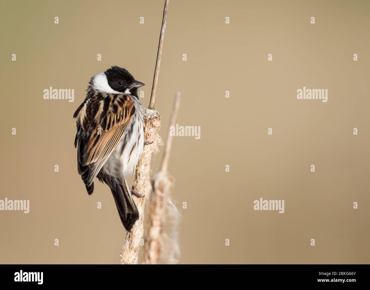 A male Reed Bunting (Emberiza Schoeniclus) in breeding plumage perched ...