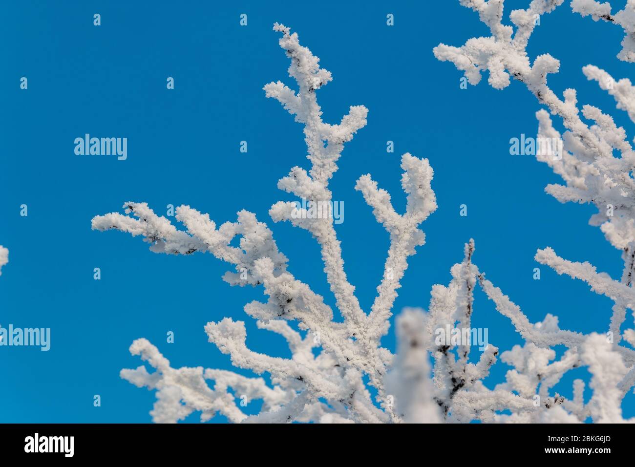 Tree branches covered with frost and snow against the blue sky. Clean and frosty freshness Stock ...