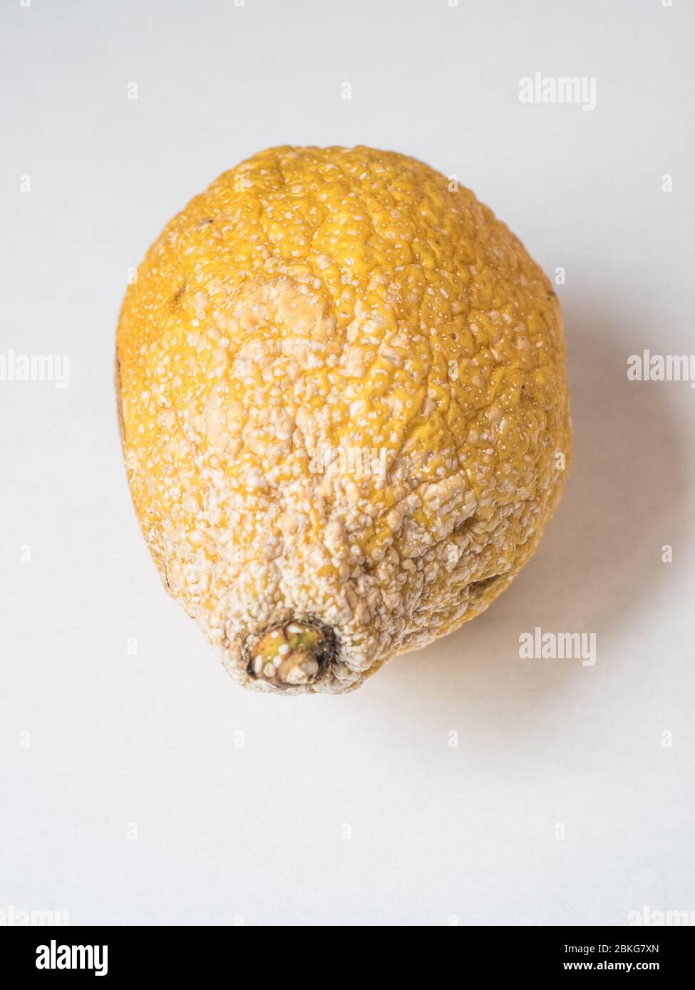 Rotten lemon on white background Stock Photo - Alamy