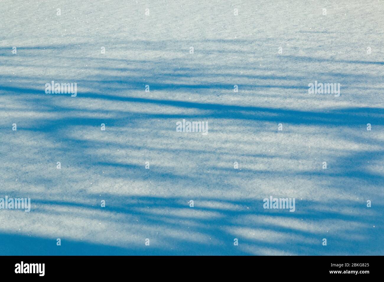 The shadow of the trees on a clean and fresh snow. Winter abstract ...