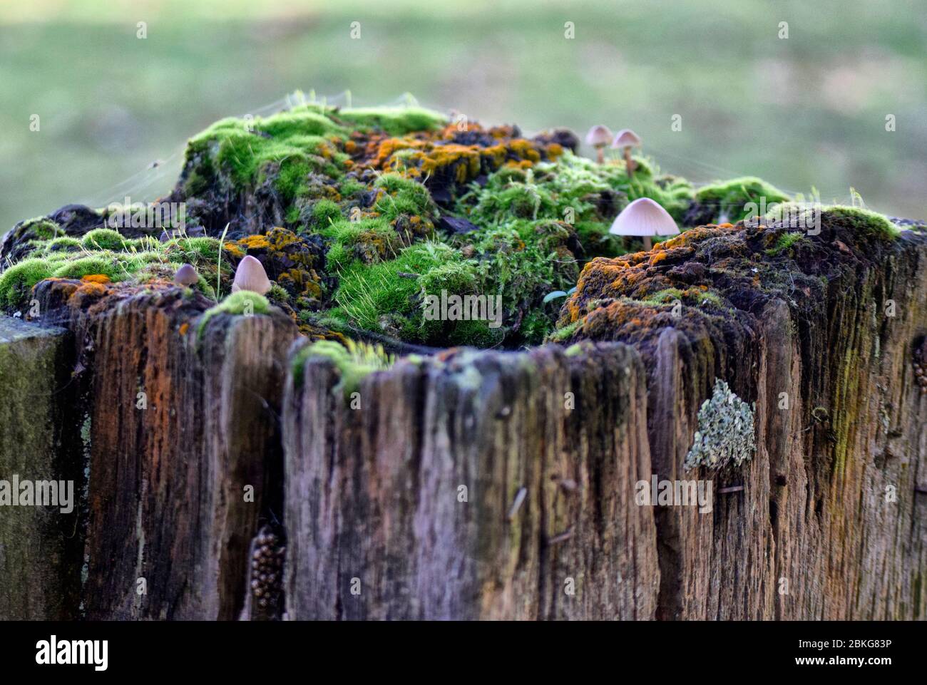 Funghi on tree stump hi-res stock photography and images - Alamy