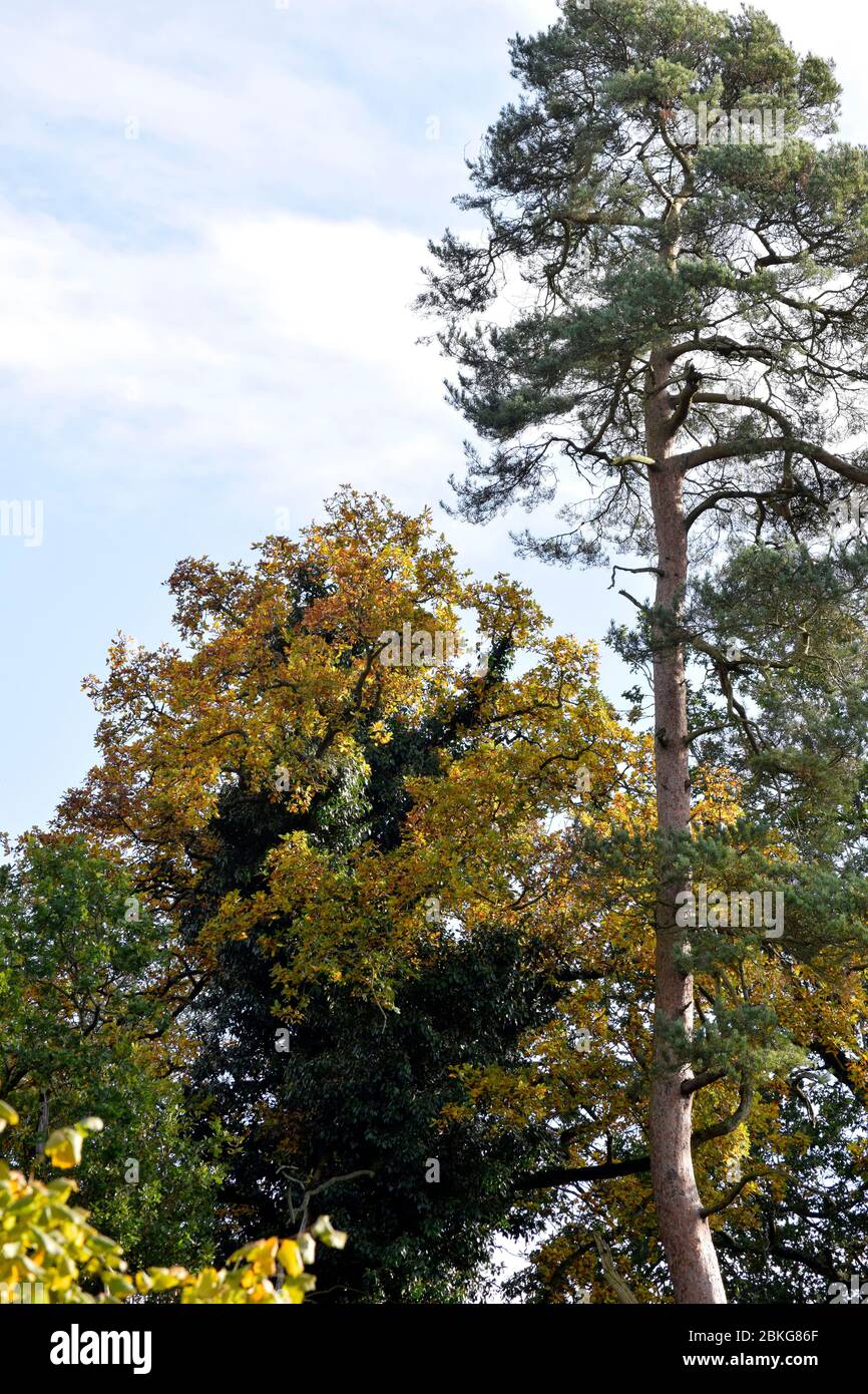 trees in early autumn Stock Photo - Alamy