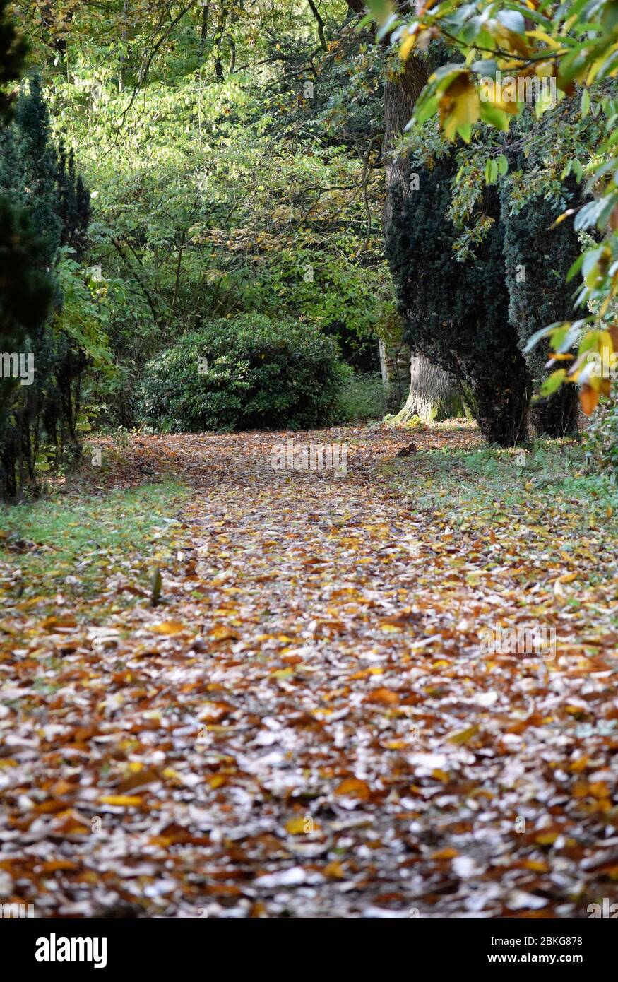 Country path with trees hi-res stock photography and images - Alamy