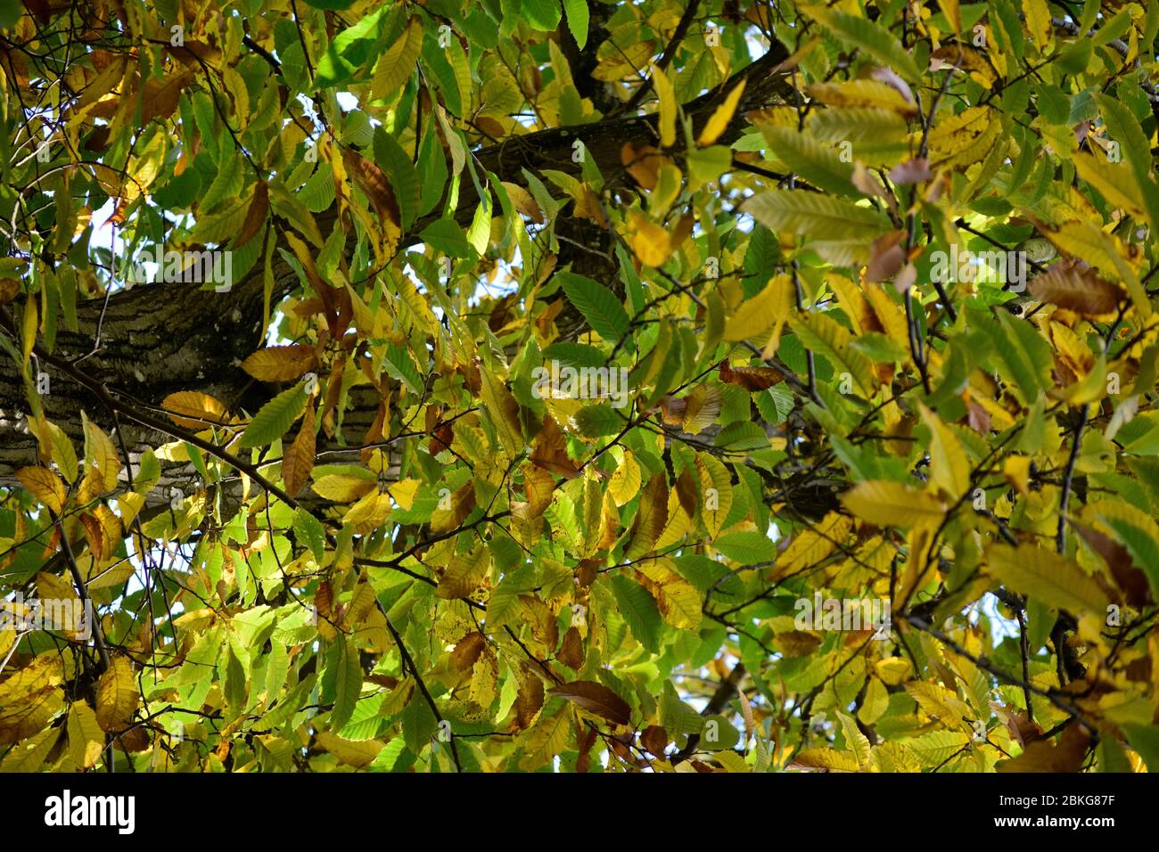 Leaves turning brown hi-res stock photography and images - Alamy