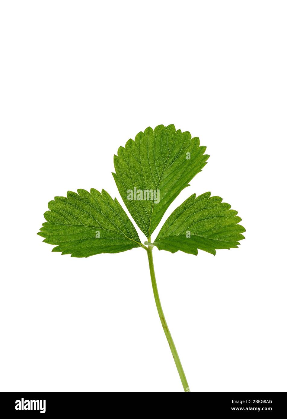 green strawberry leaf isolated on white background,close up Stock Photo ...