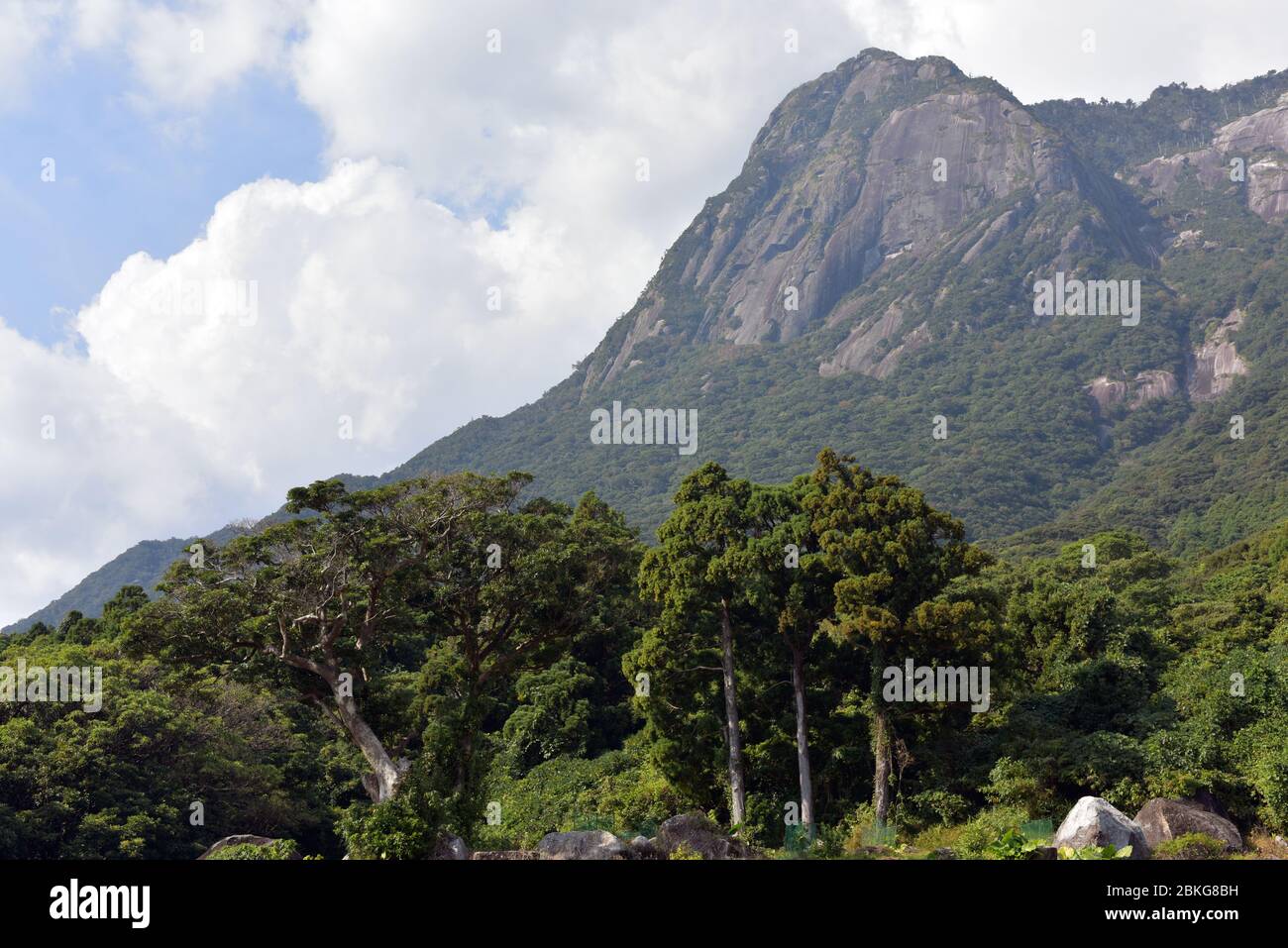 Nature, Yakushima Island, Japan Stock Photo - Alamy