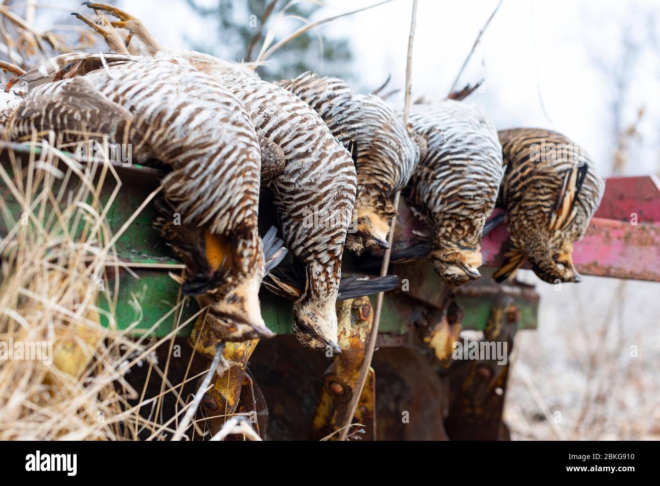 A successful day of Prairie Chicken hunting in Nebraska Stock Photo - Alamy