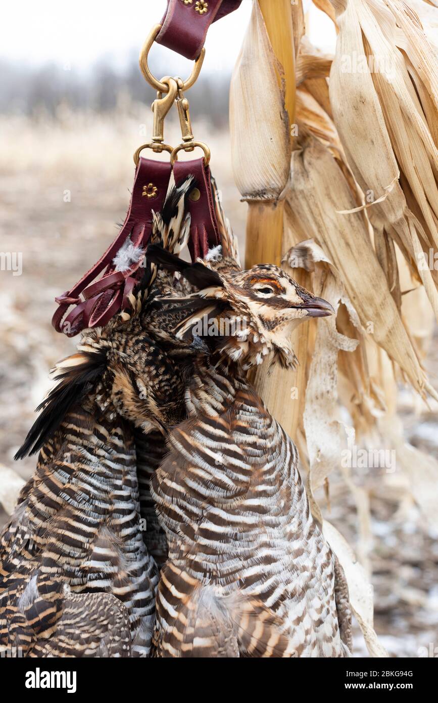 A successful day of Prairie Chicken hunting in Nebraska Stock Photo - Alamy